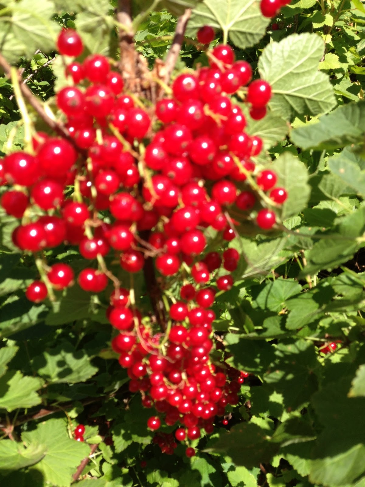 Livsenergier: Rödavinbärspaj -laktos och glutenfri =)